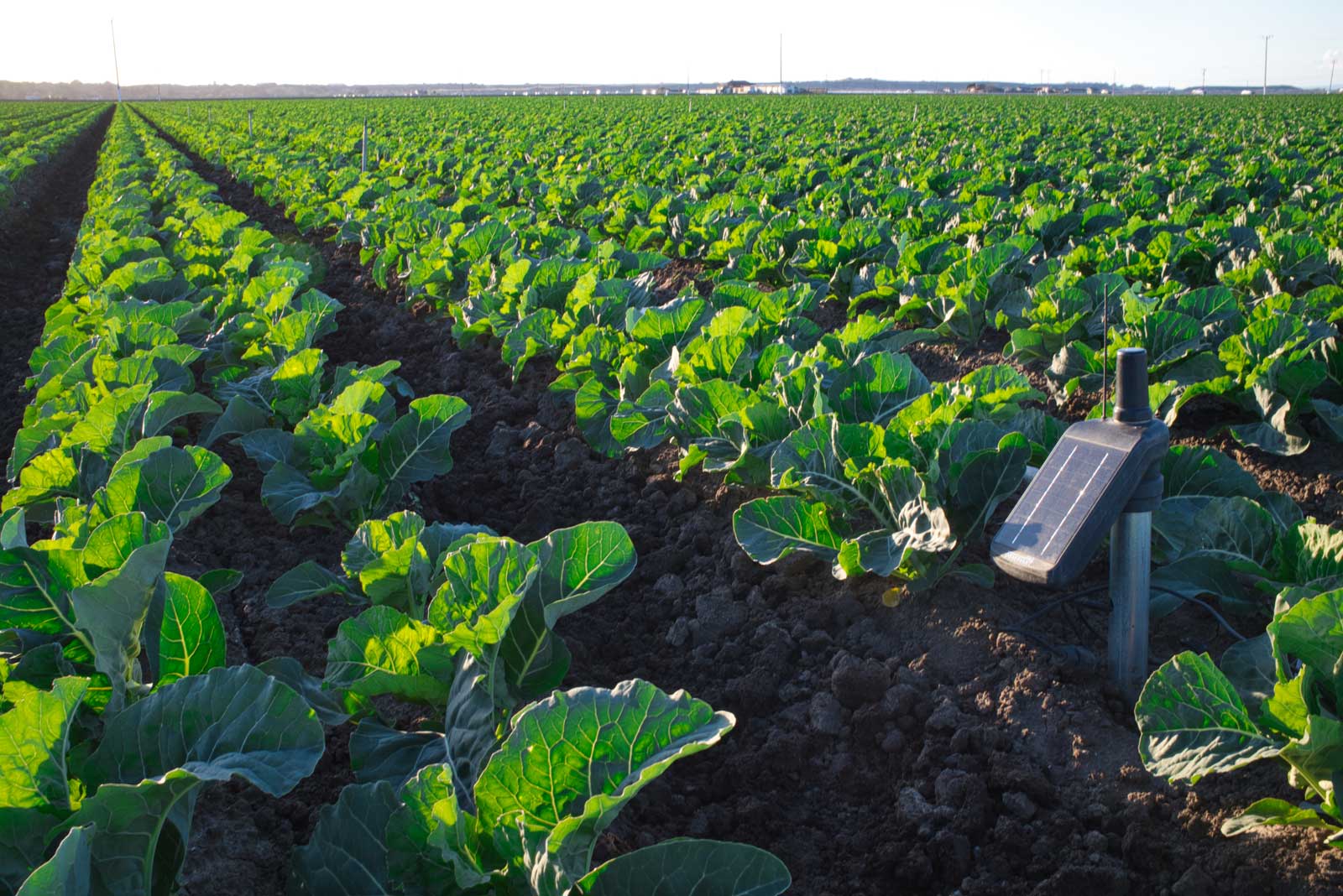 How To Improve Plant Nutrient Management On Your Farm Jain Irrigation USA How To Improve Plant Nutrient Management On Your Farm Jain Irrigation USA
