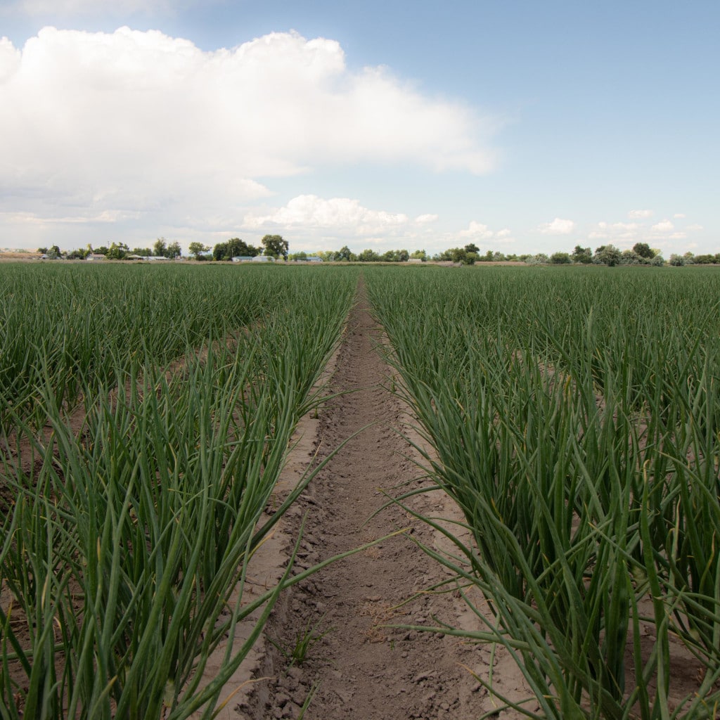 Eastern Oregon | Irrigation Stock Photos